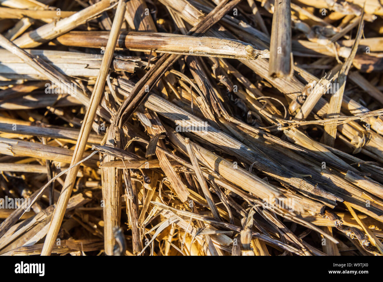Straw background texture hi-res stock photography and images - Alamy