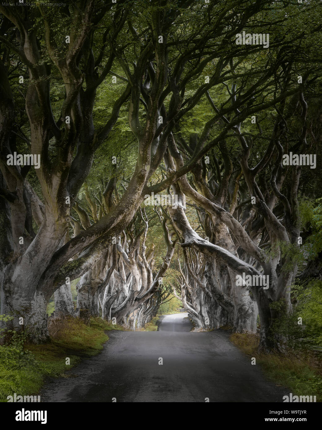 The Dark Hedges, Ballymoney, County Antrim, Northern Ireland, United ...