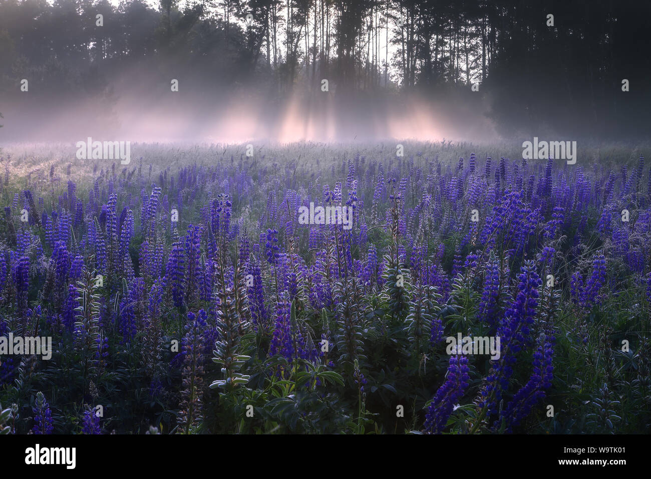 Tree lupin hi-res stock photography and images - Alamy