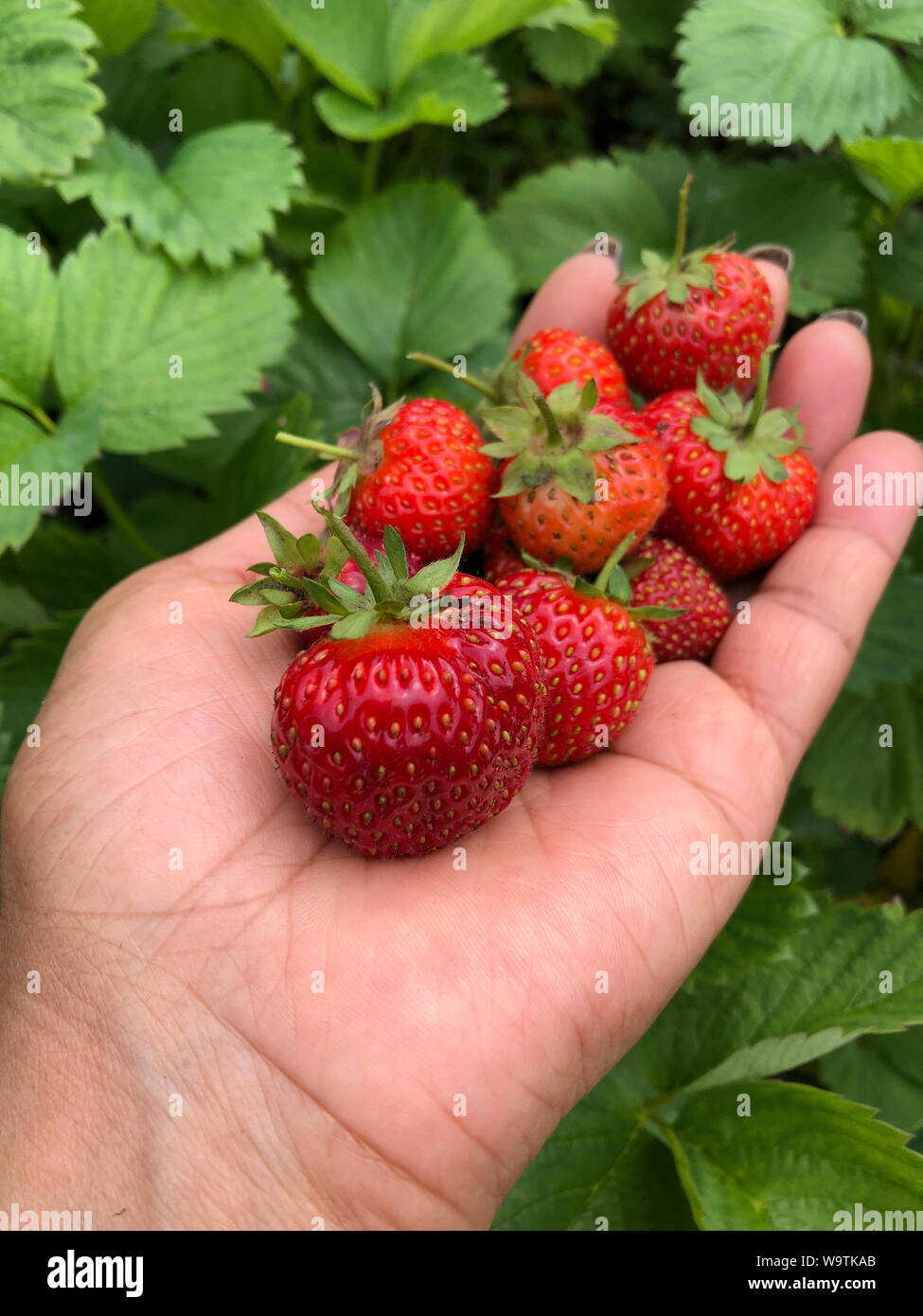 Human hand holding fresh strawberries Stock Photo - Alamy