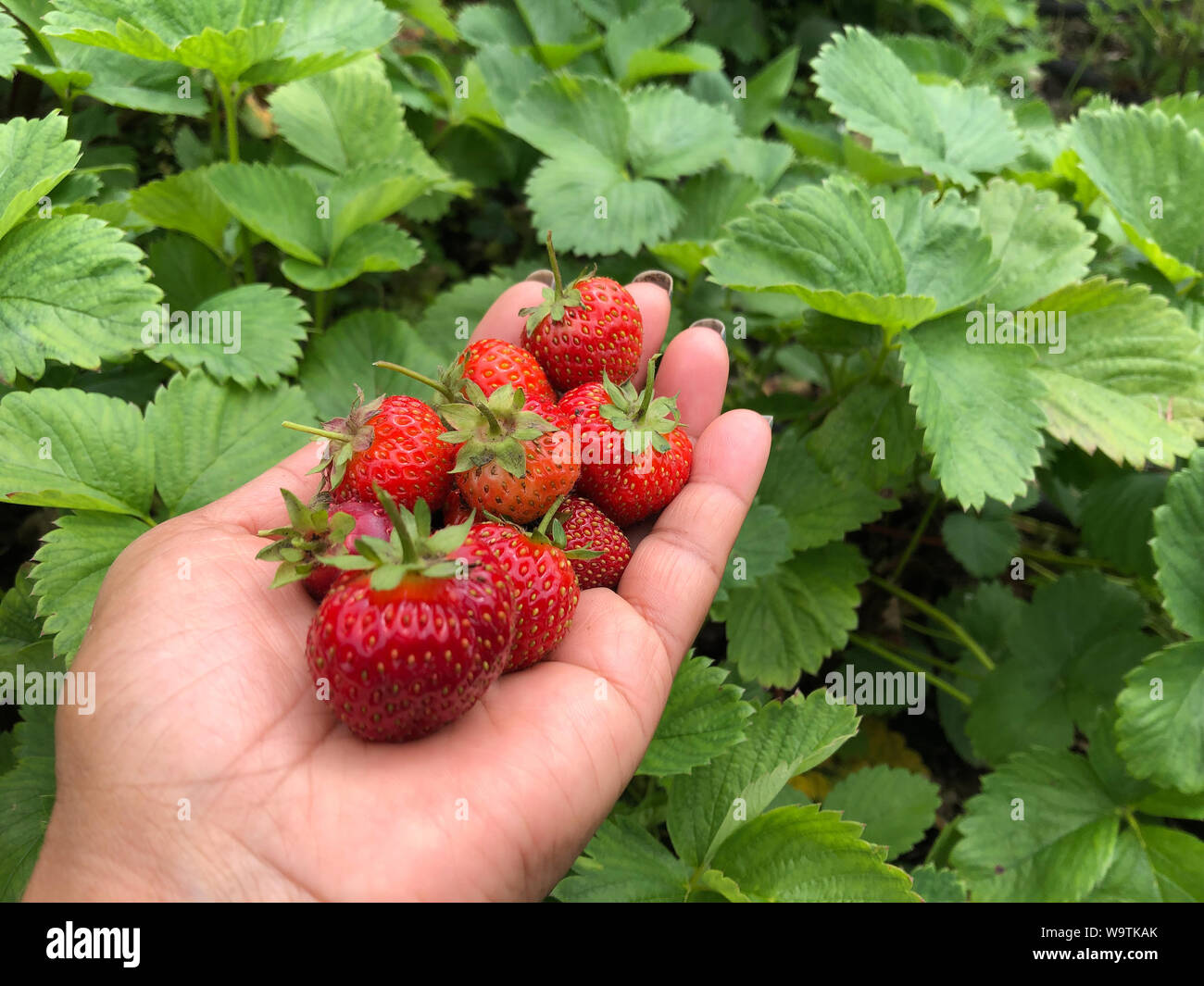 Hand holding strawberry close hi-res stock photography and images - Alamy