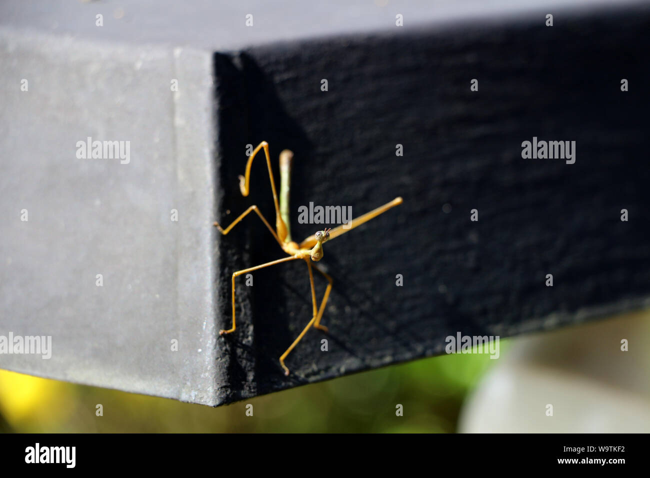 Locust stick hi-res stock photography and images - Alamy