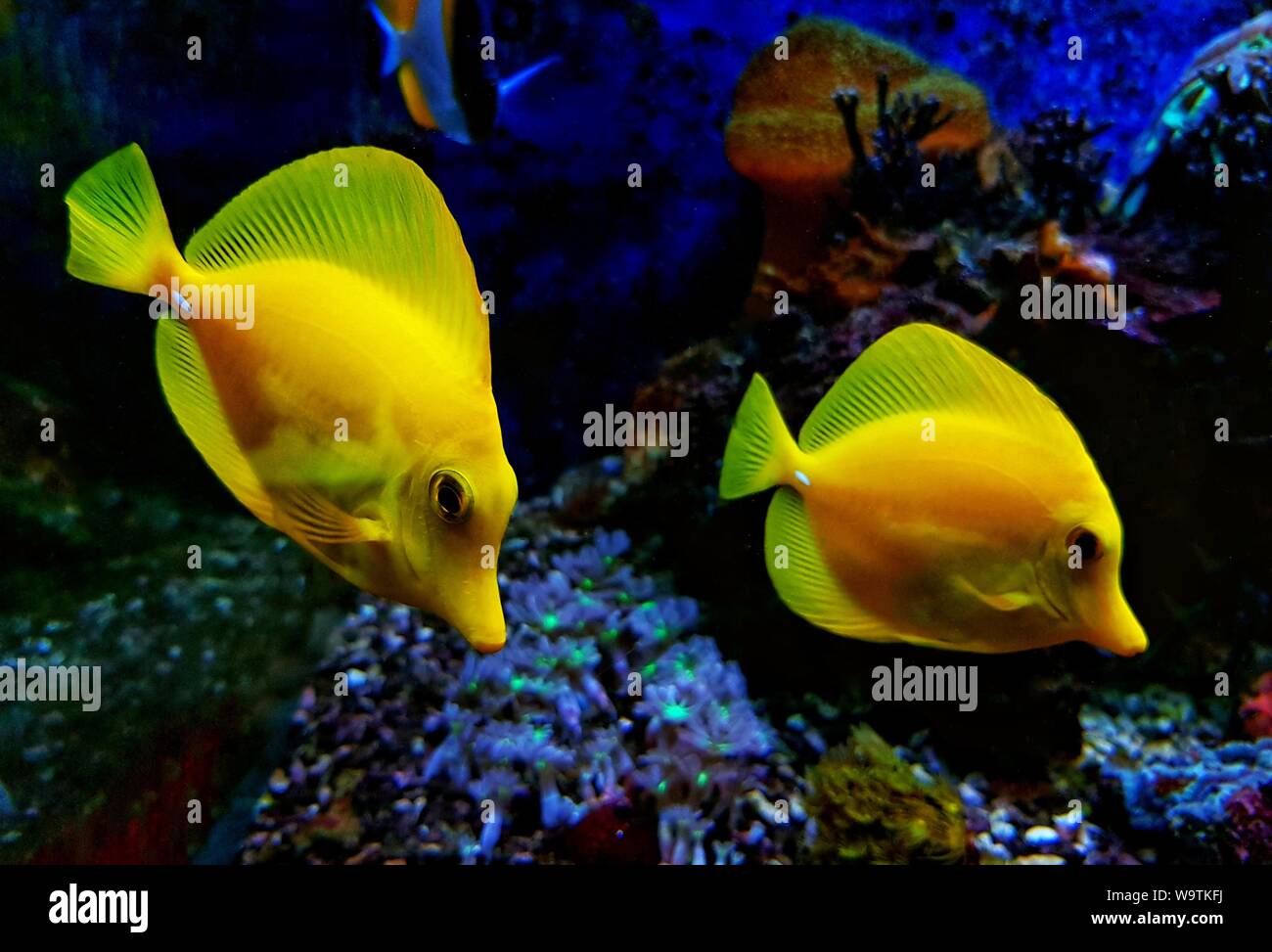 Yellow hawaiian tang hi-res stock photography and images - Alamy
