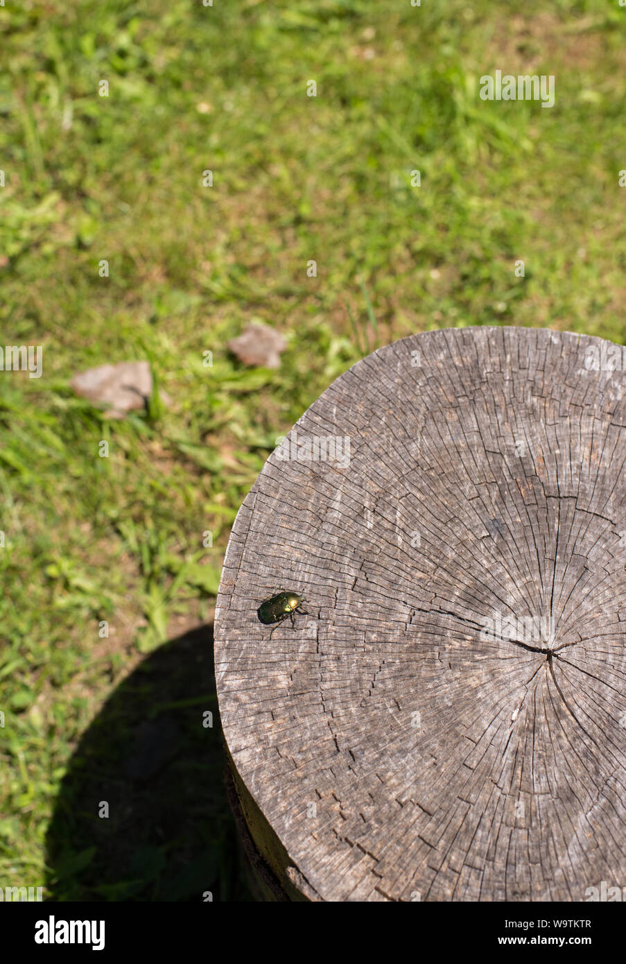 Tree stump in garden hi-res stock photography and images - Alamy