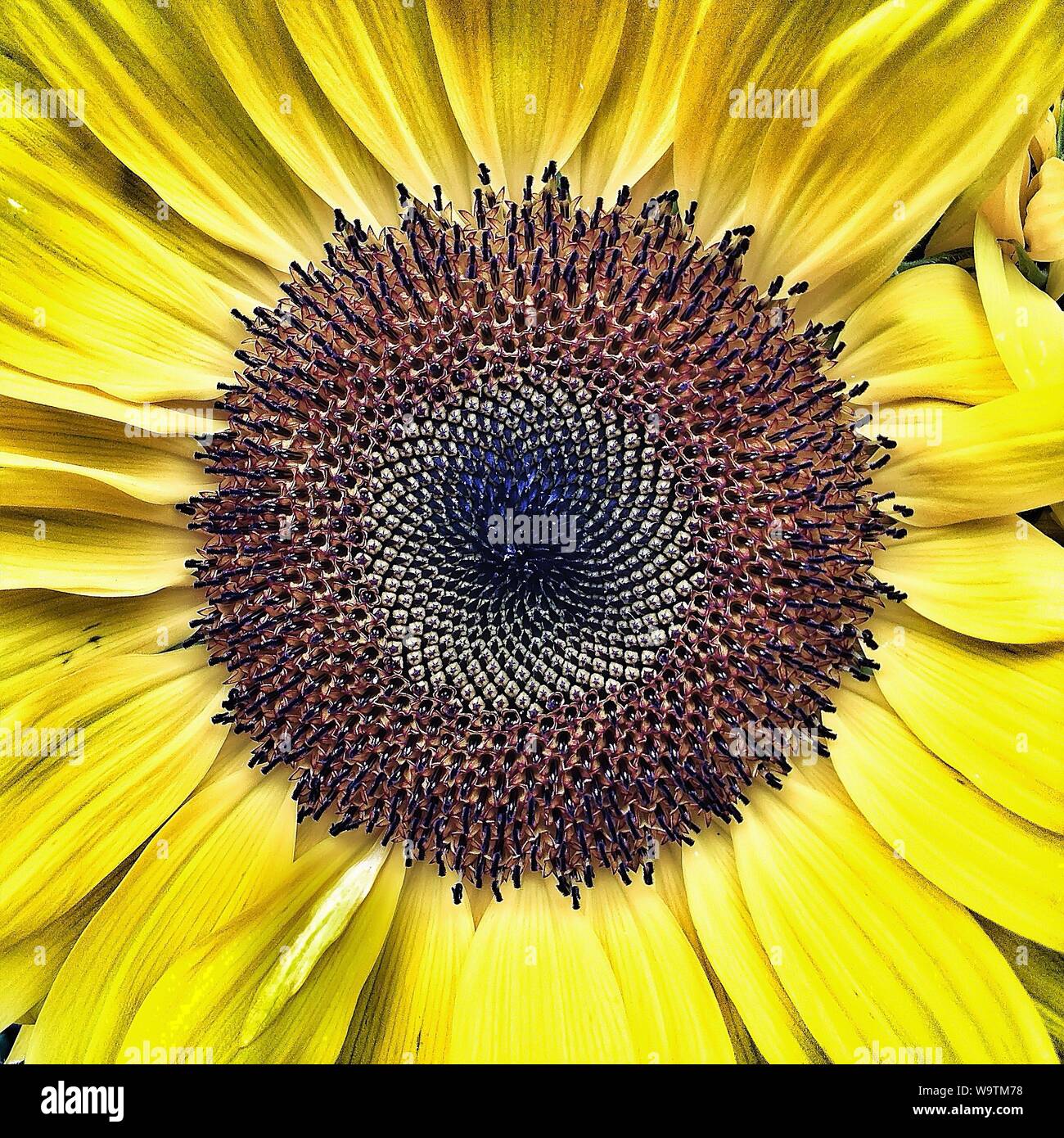 Sunflower flowerhead pattern hi-res stock photography and images - Alamy
