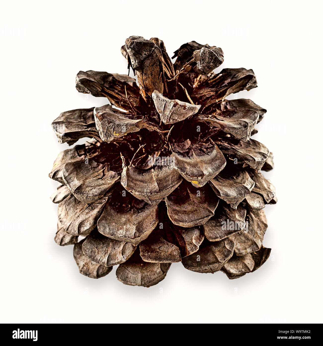 Pine tree cone realistic Cut Out Stock Images & Pictures - Alamy