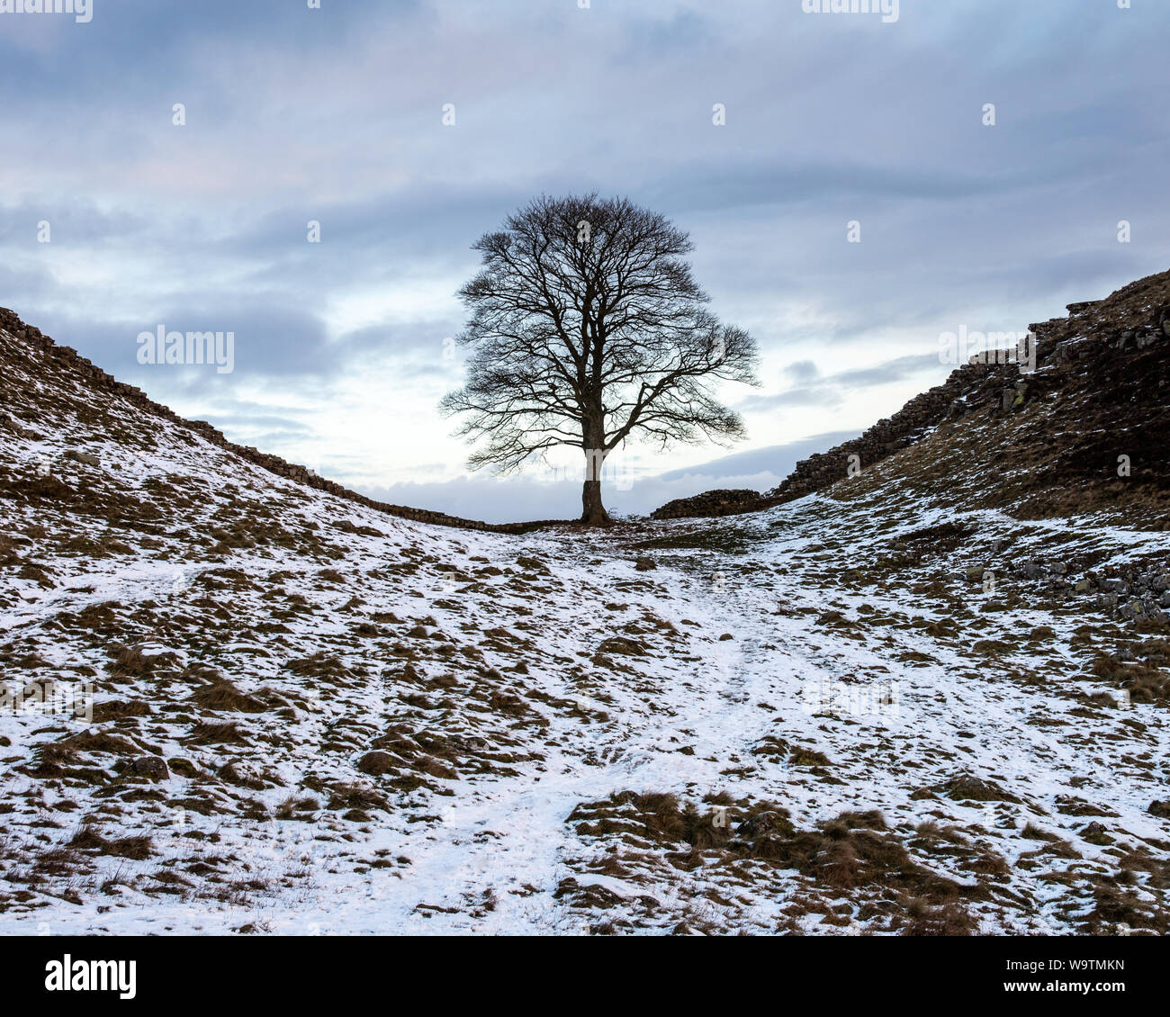 Robin Hood Tree Sycamore Gap High Resolution Stock Photography and ...