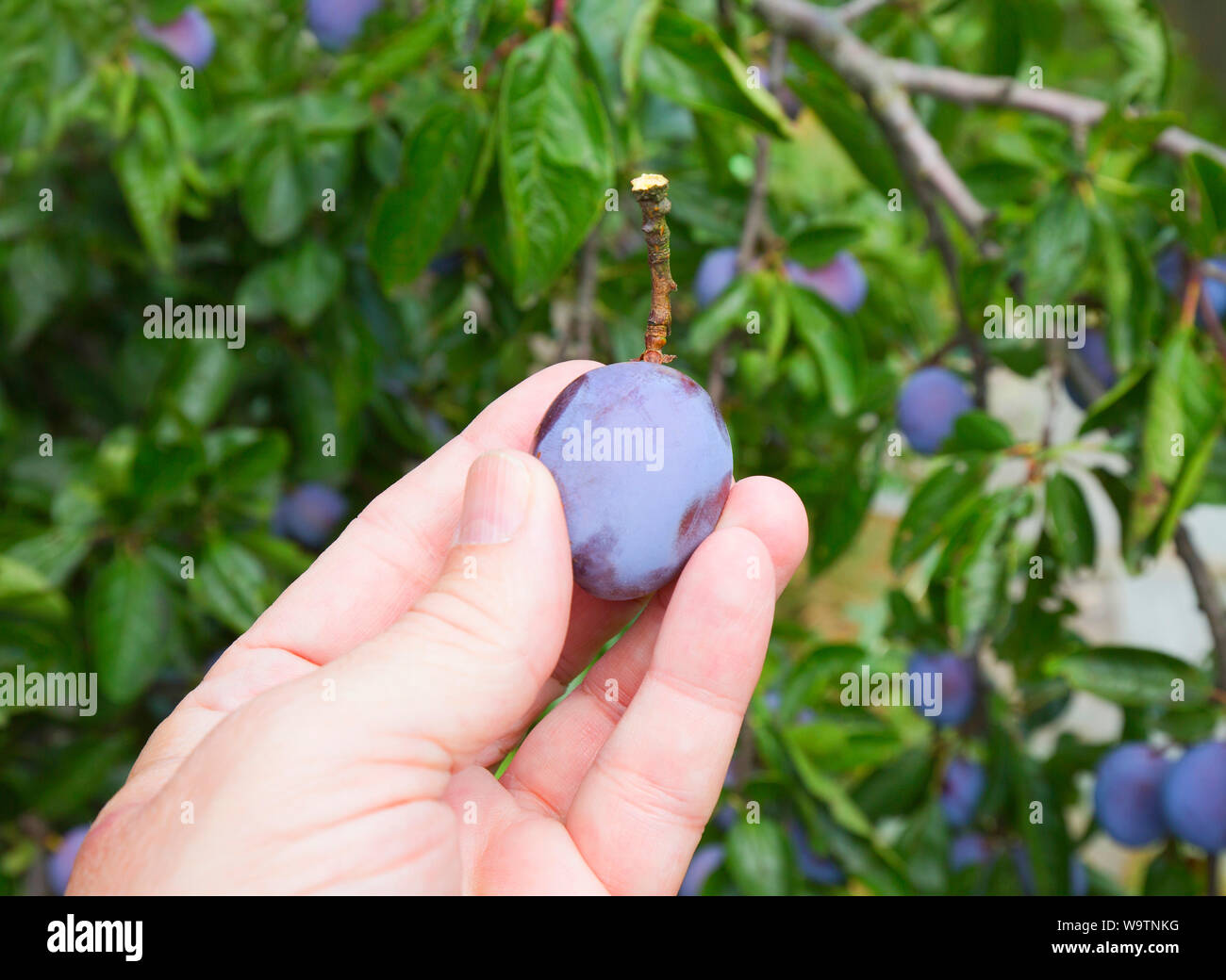 Zwetschge plums hi-res stock photography and images - Alamy
