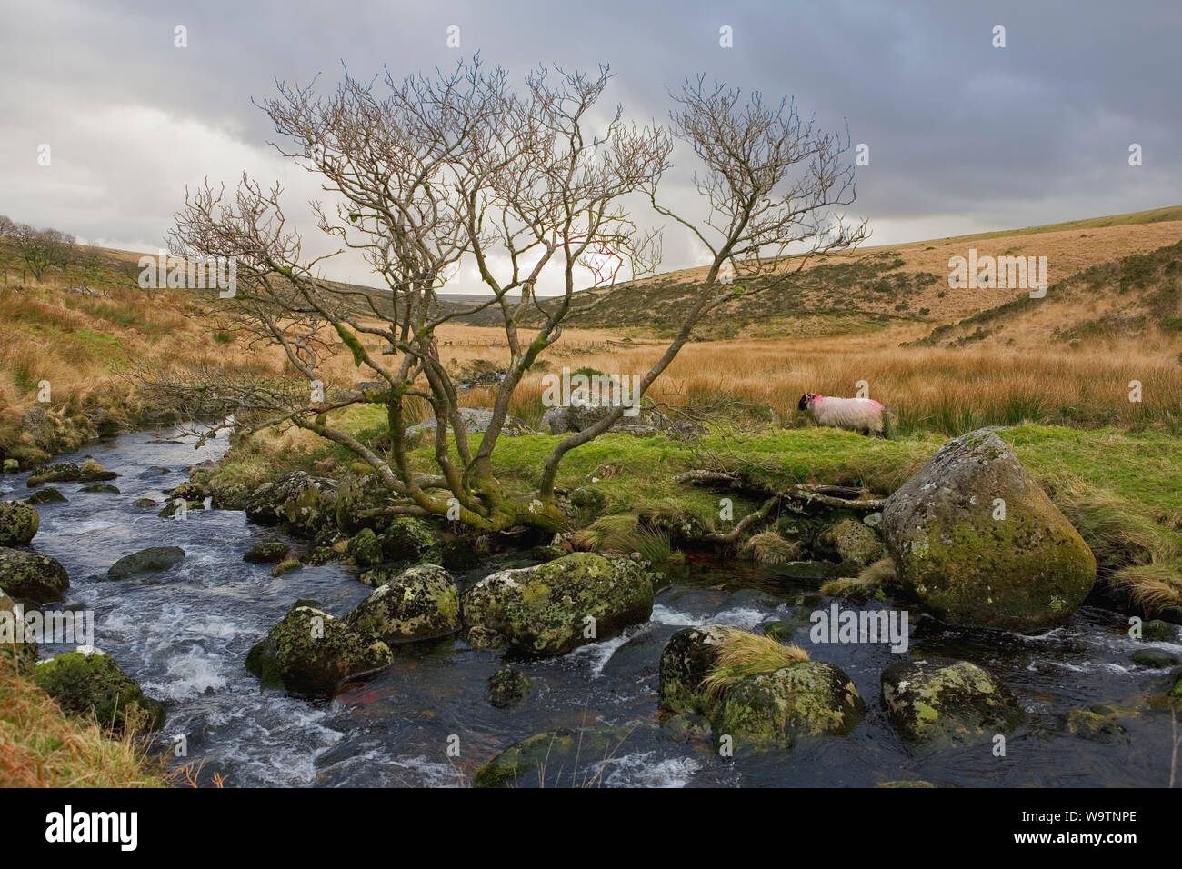 The West Dart as a small stream up on Dartmoor by Wistman's Wood ...