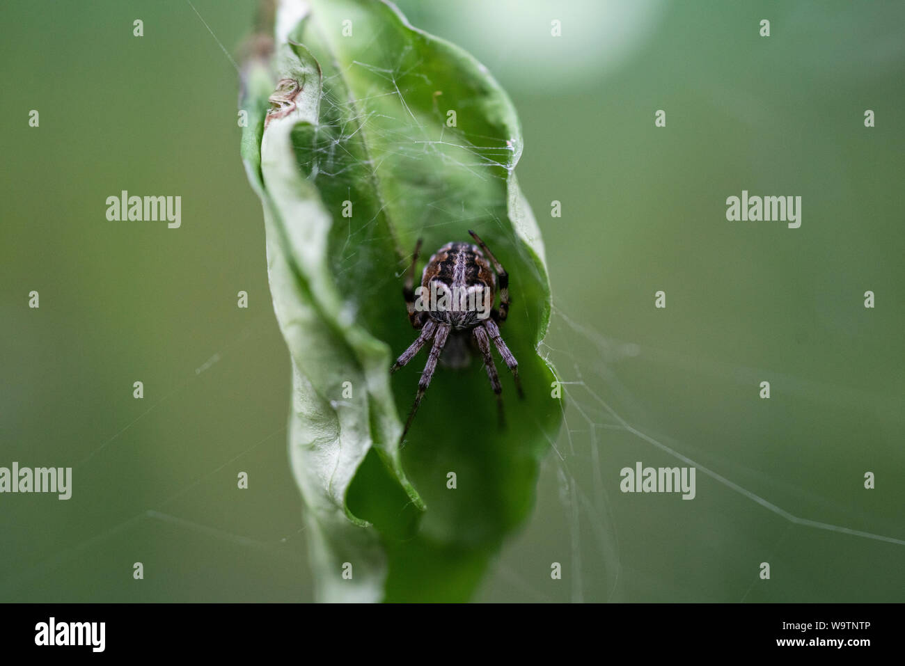 Inside a leaf hi-res stock photography and images - Alamy