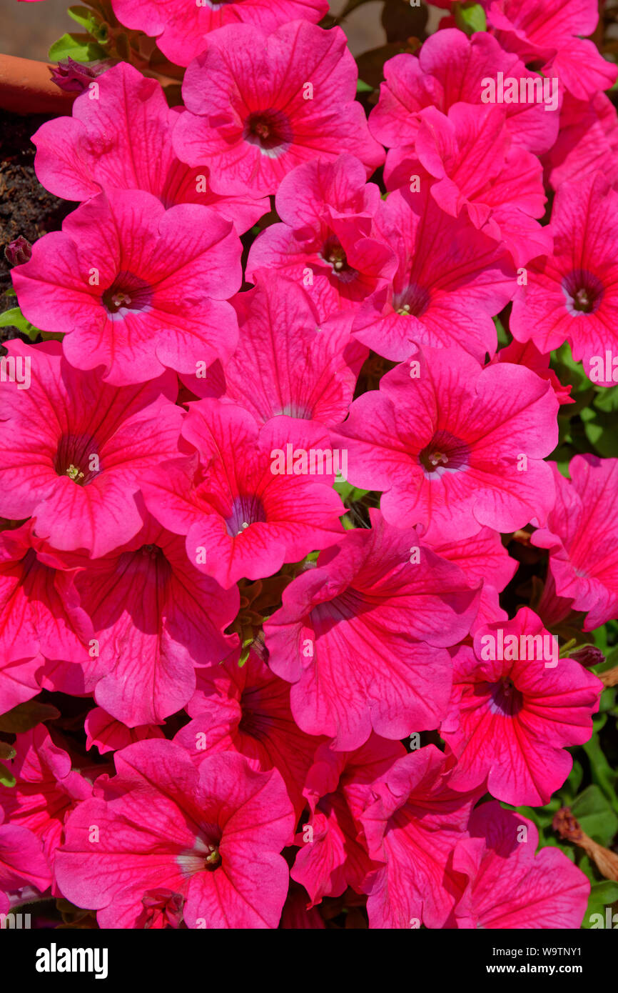 Petunia flowers hi-res stock photography and images - Alamy