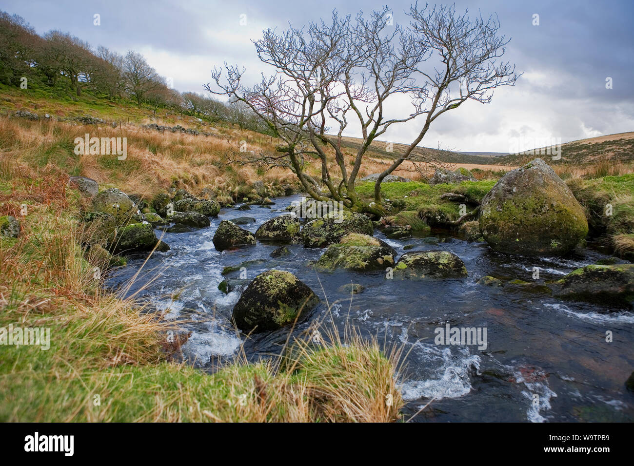 The West Dart as a small stream up on Dartmoor by Wistman's Wood ...