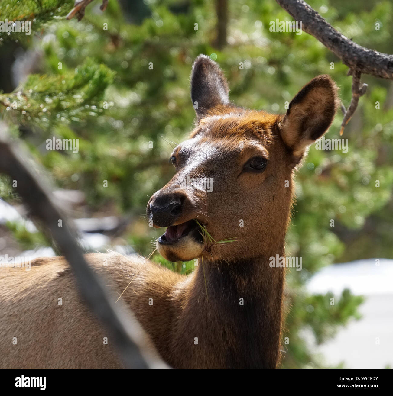 Elk eating greenery hi-res stock photography and images - Alamy