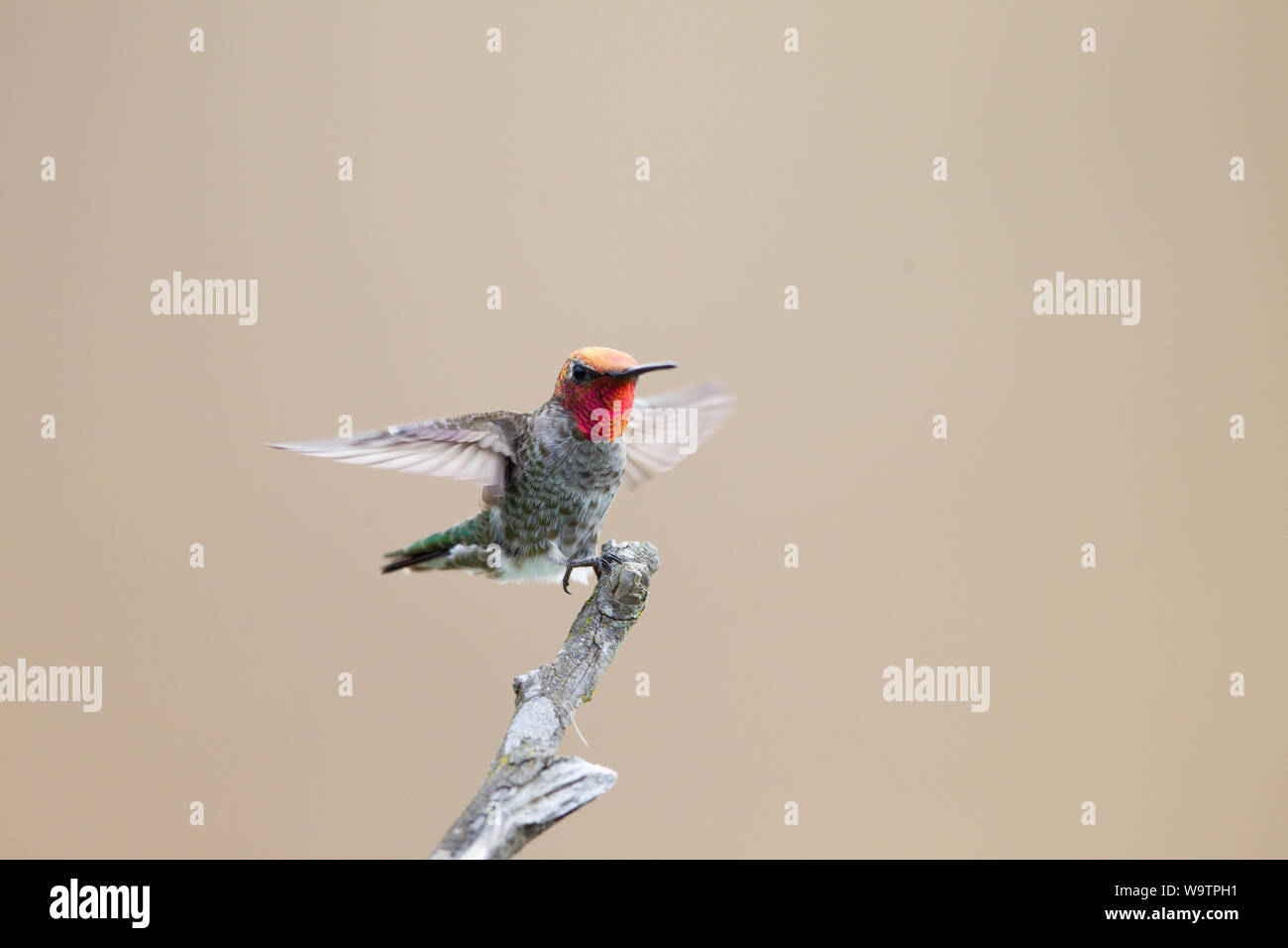 Anna Hummingbird Male head and gorget red Stock Photo - Alamy