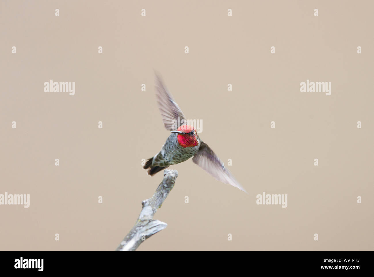 Anna Hummingbird Male head and gorget red Stock Photo - Alamy
