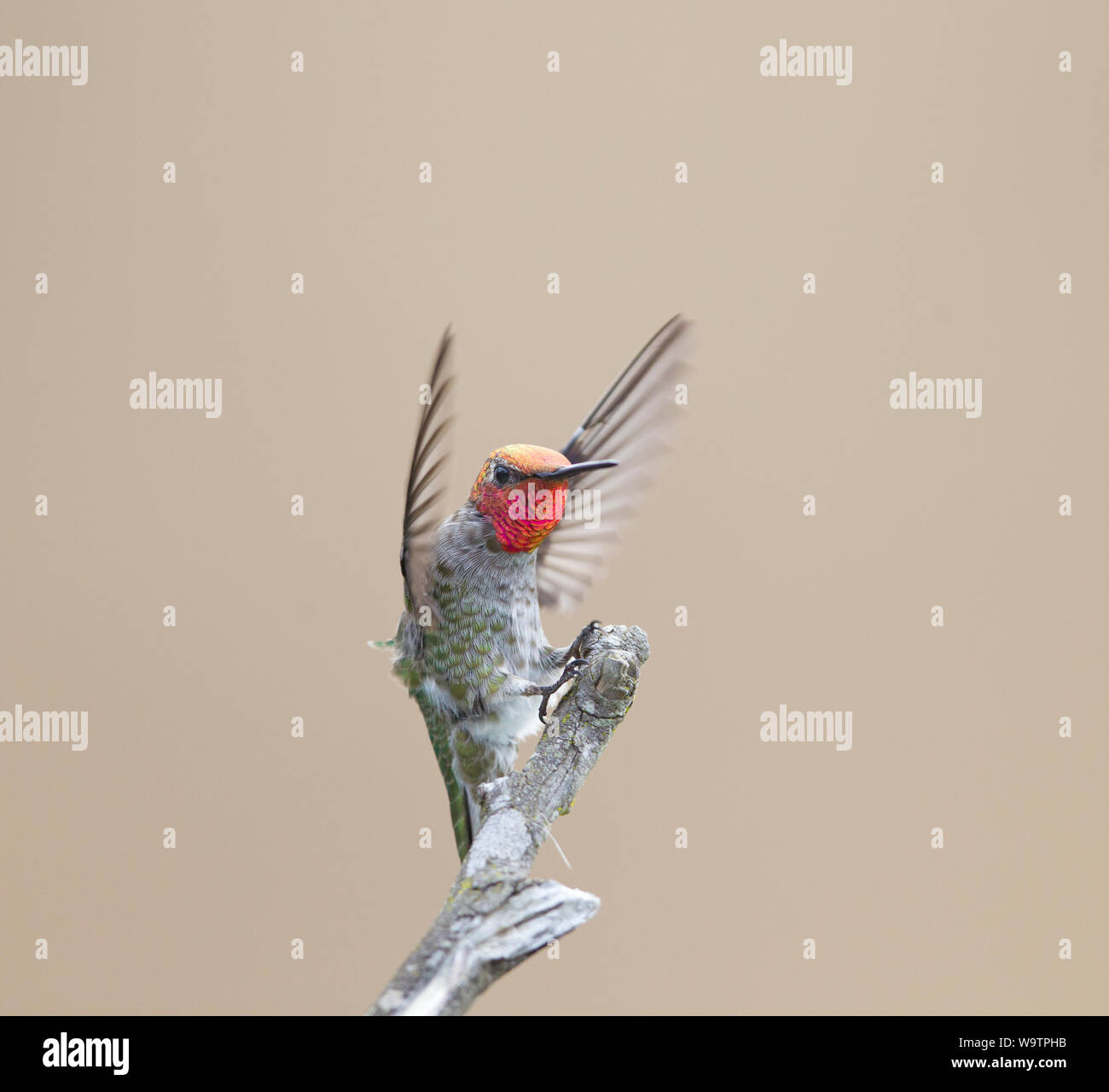 Anna Hummingbird Male head and gorget red Stock Photo - Alamy