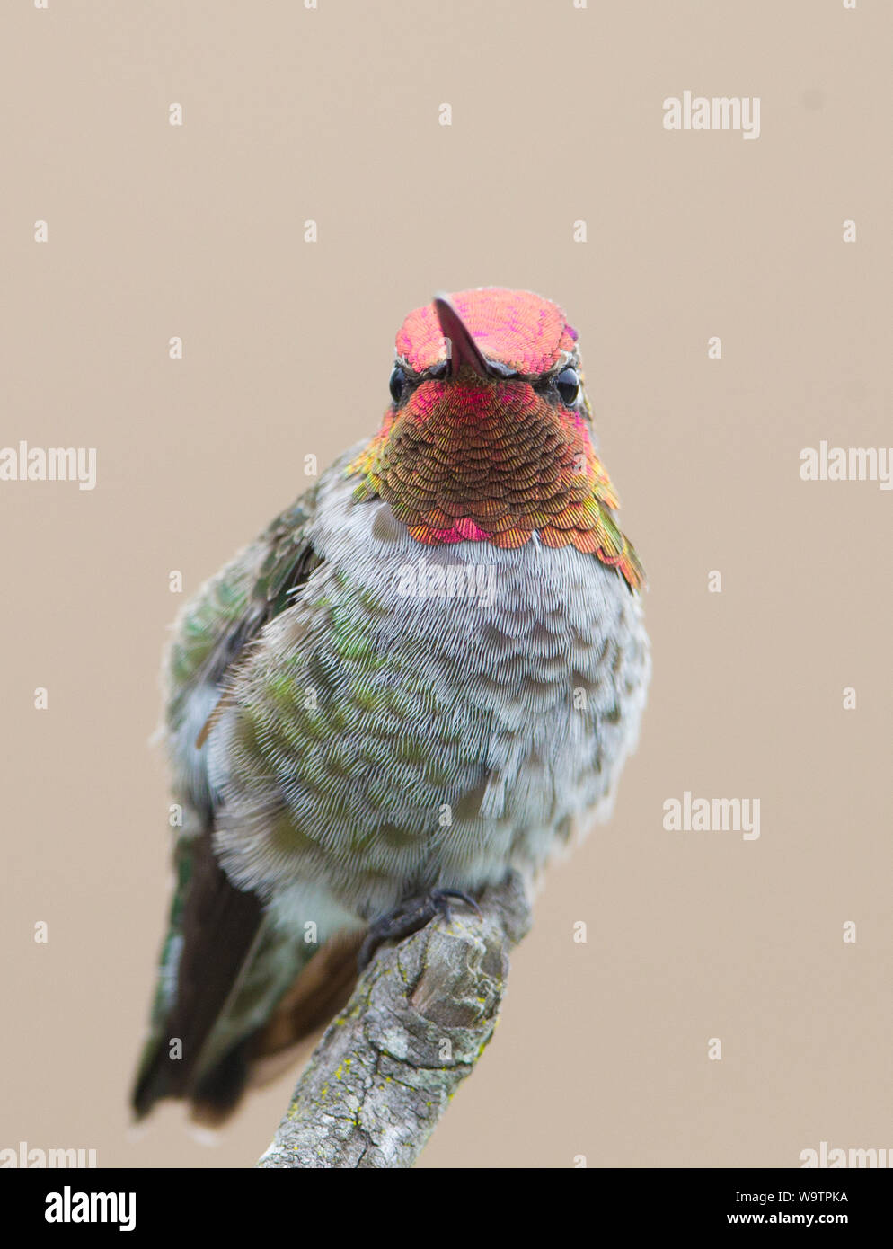 Anna Hummingbird Male head and gorget red Stock Photo - Alamy
