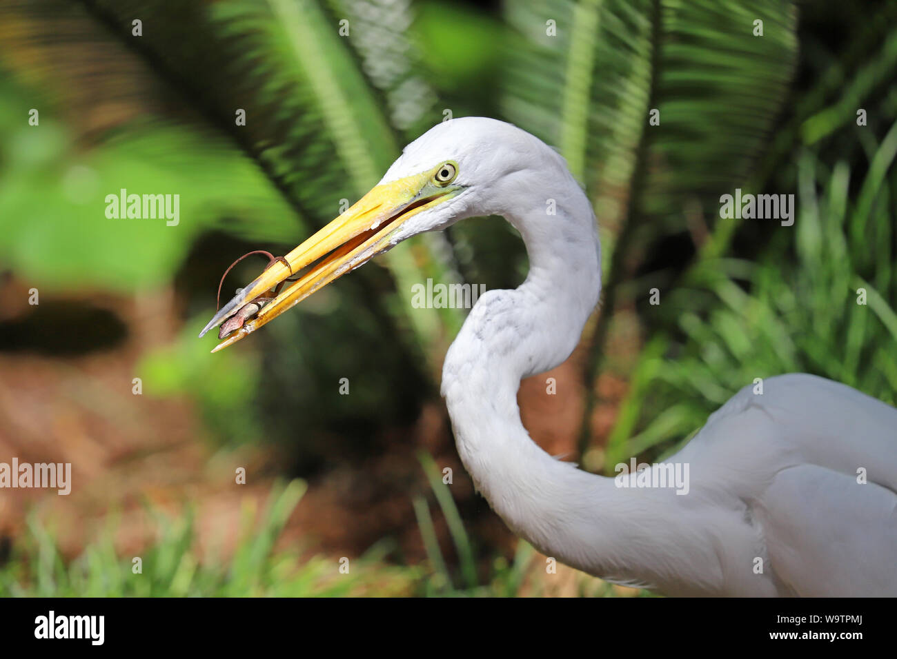 Lizard in beak hi-res stock photography and images - Alamy