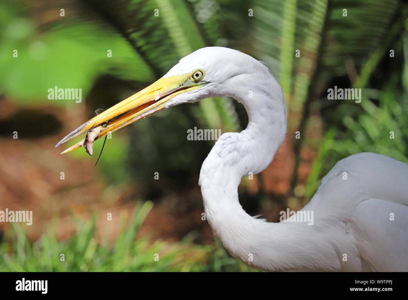 Lizard in beak hi-res stock photography and images - Alamy