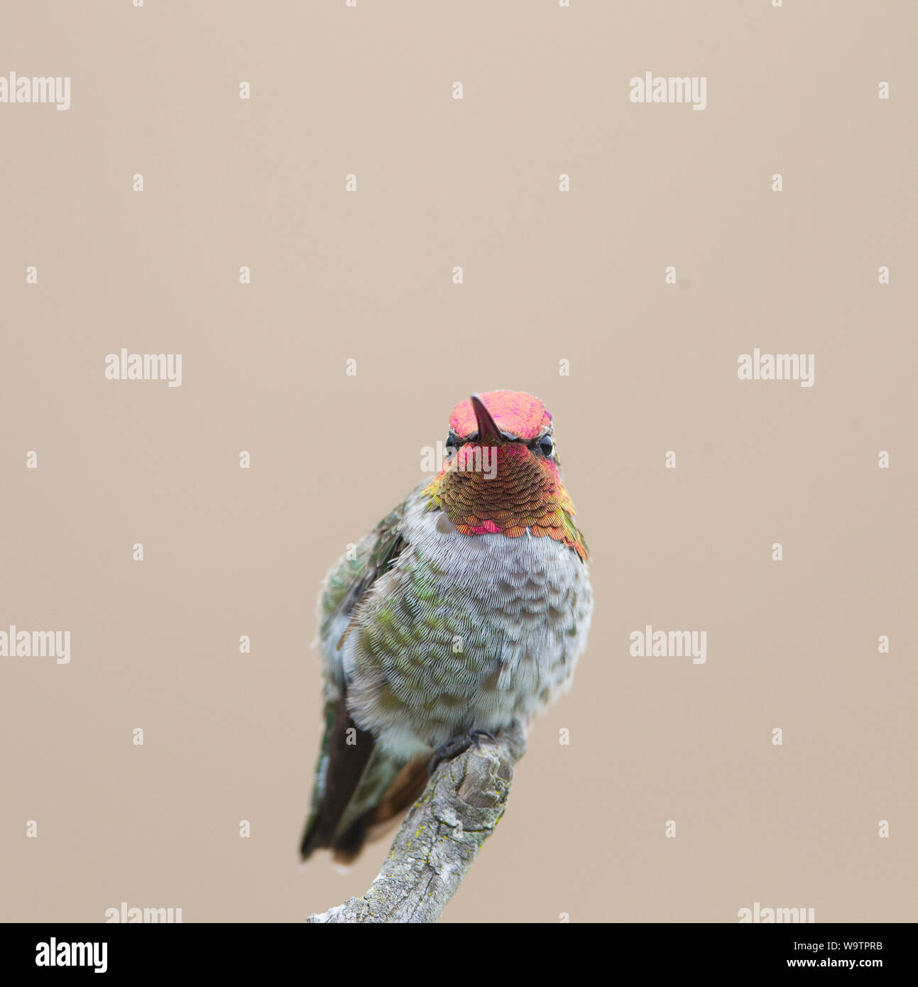 Anna Hummingbird Male head and gorget red Stock Photo - Alamy