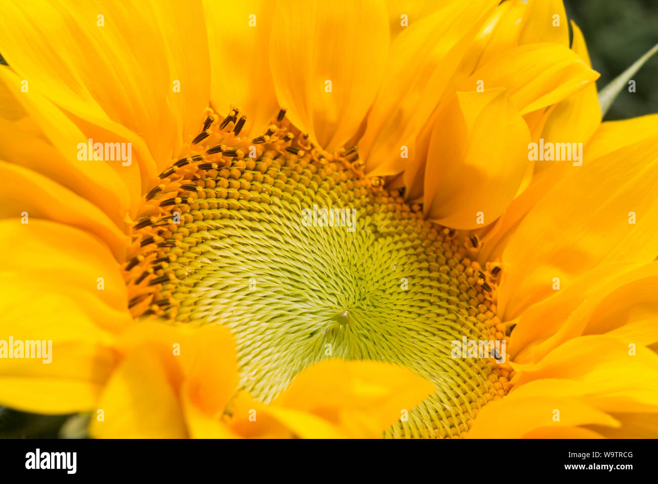 Intricate flower head pattern hi-res stock photography and images - Alamy