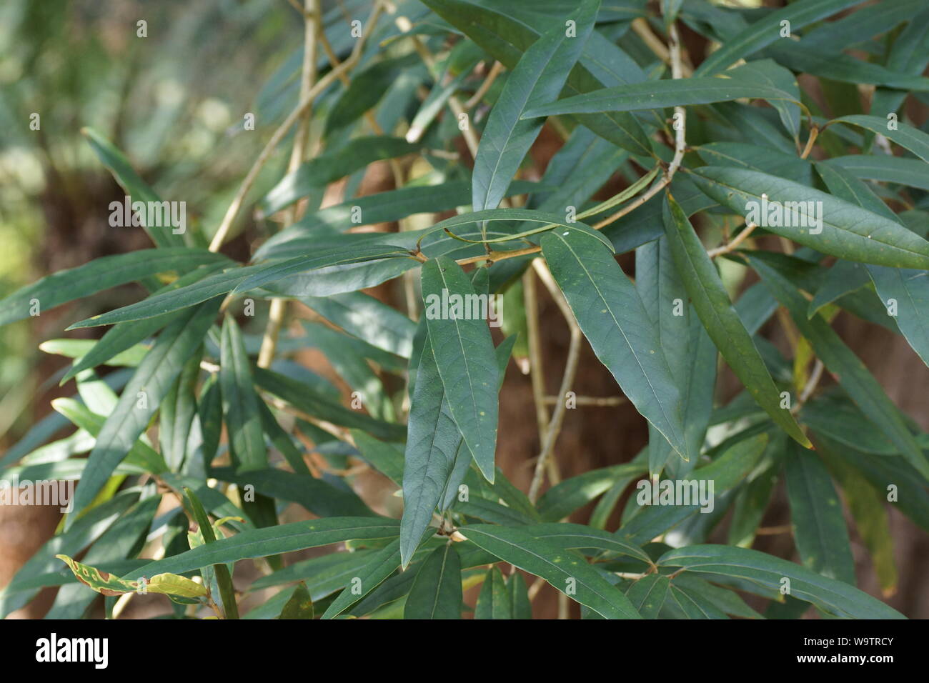 Black maire hi-res stock photography and images - Alamy