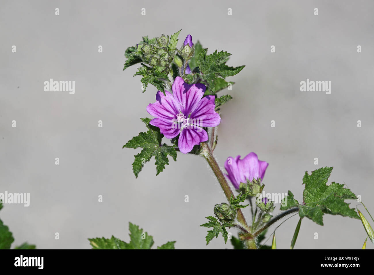 Malva sylvestris salad hi-res stock photography and images - Alamy