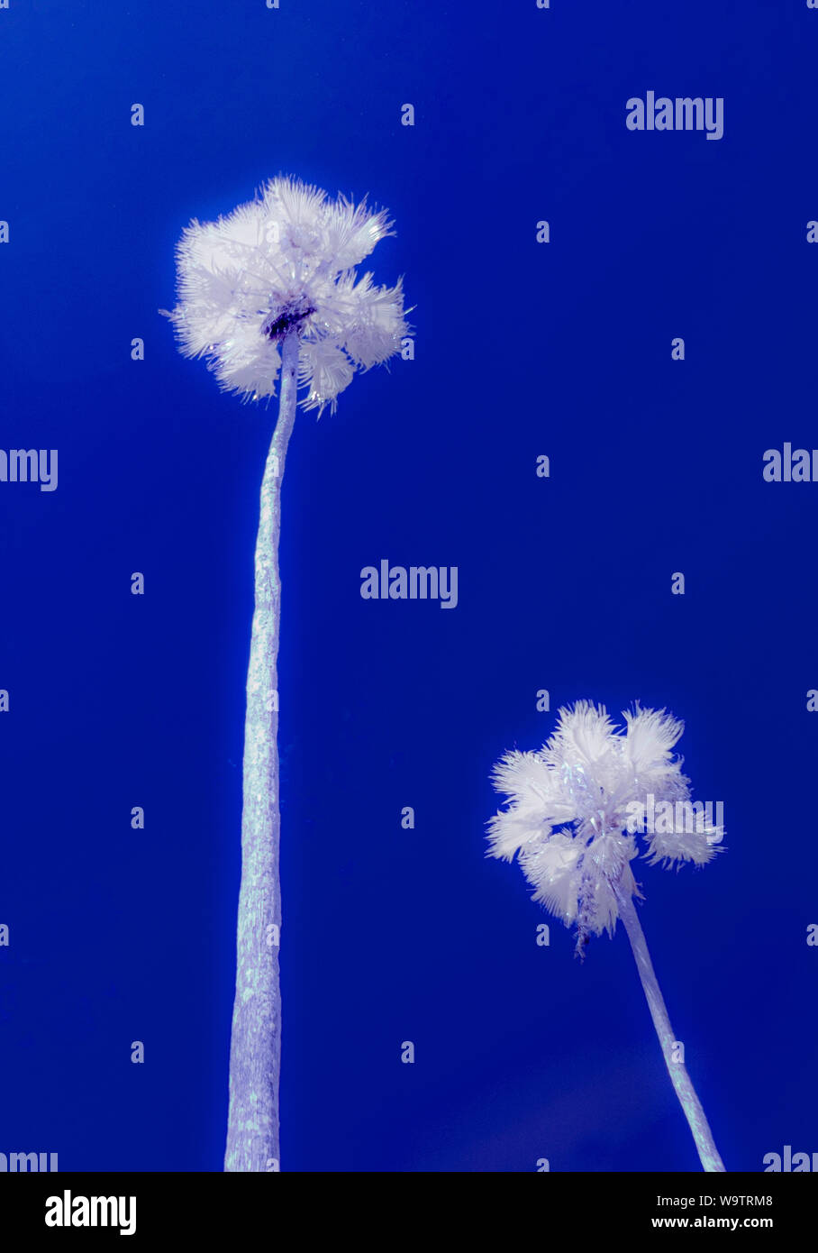 Red palm trees hi-res stock photography and images - Alamy