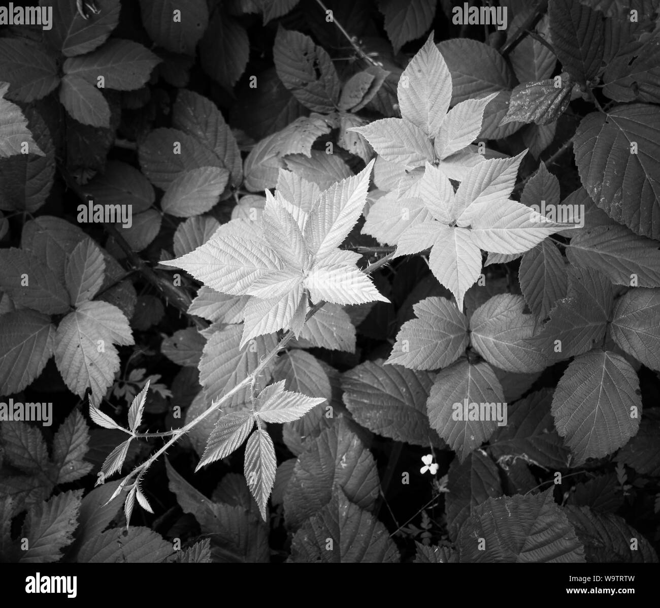 Bramble Black and White Stock Photos & Images - Alamy