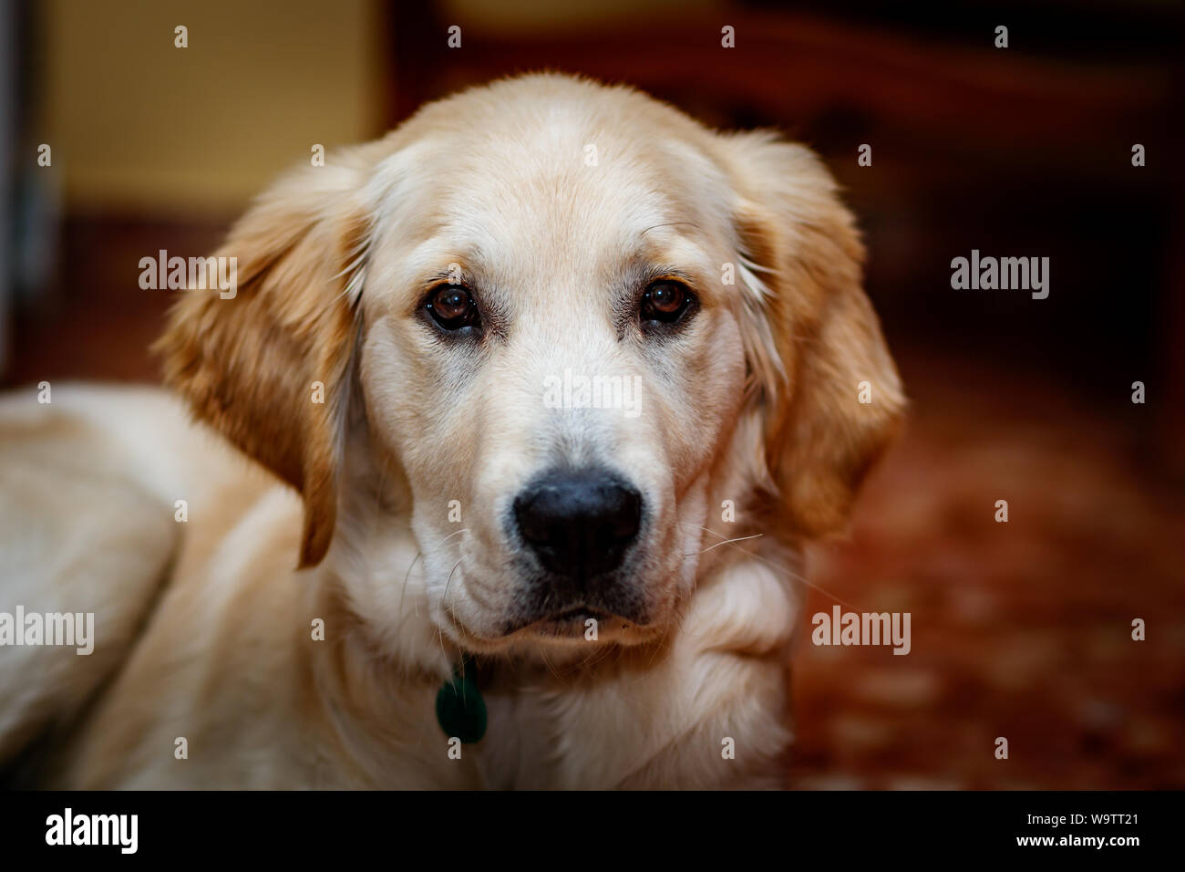 Golden hairy dog hi-res stock photography and images - Alamy