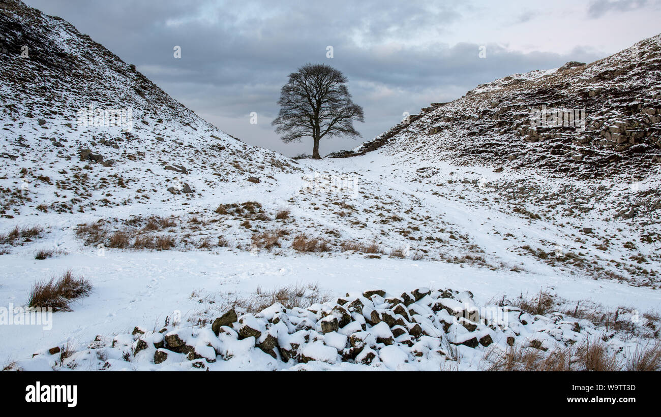 The lone sycamore tree of Sycamore Gap stands surrounded by winter snow ...