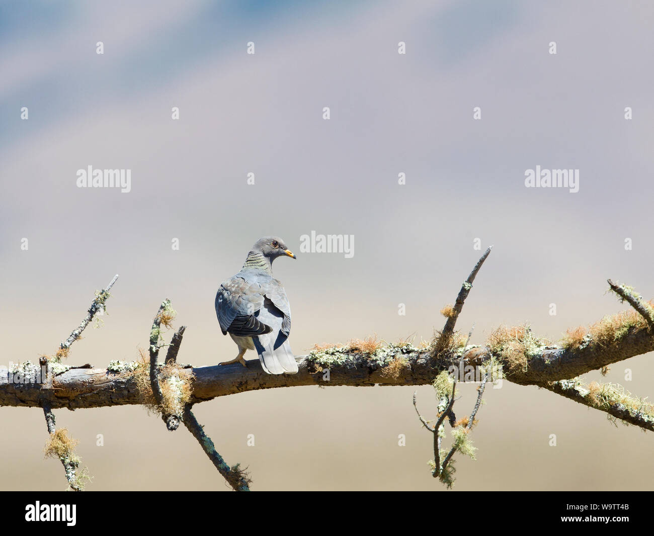 Band tailed Pigeon Stock Photo - Alamy