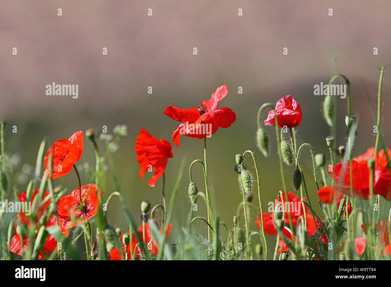 World war one royal british army medal hi-res stock photography and ...