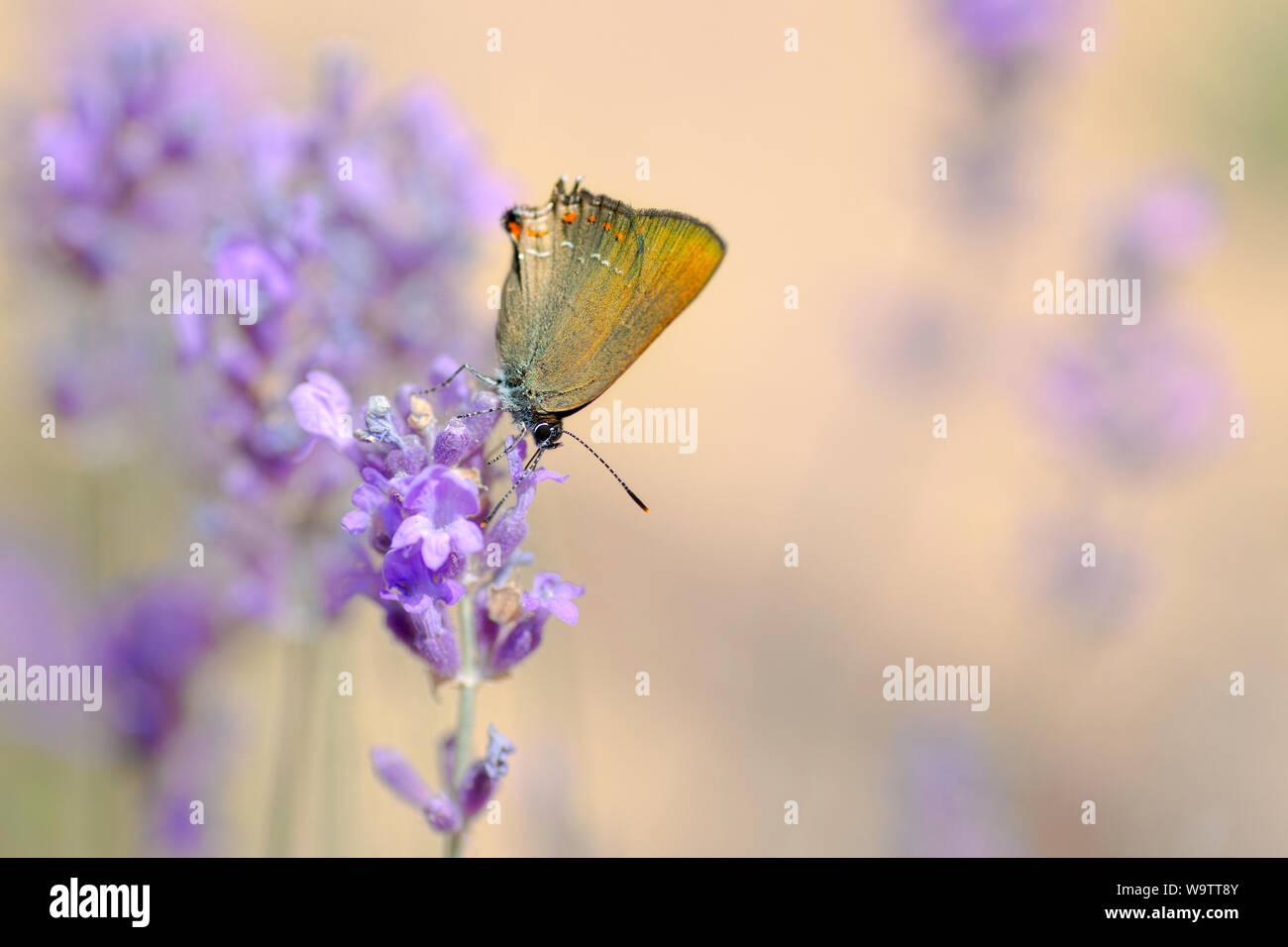 Lavender with butterfly hi-res stock photography and images - Alamy