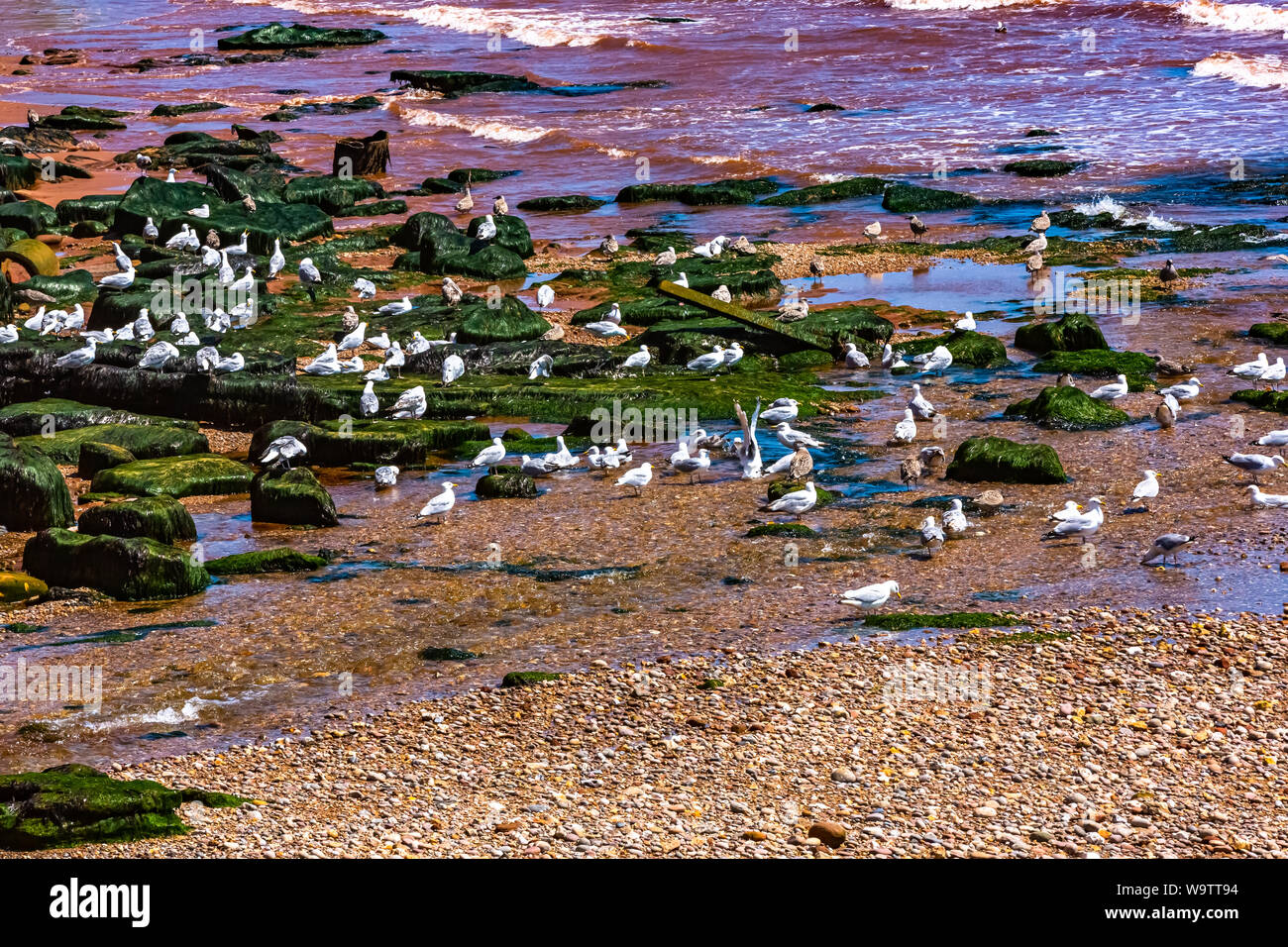 Rock face and beach at Sidmouth in Devon Stock Photo - Alamy