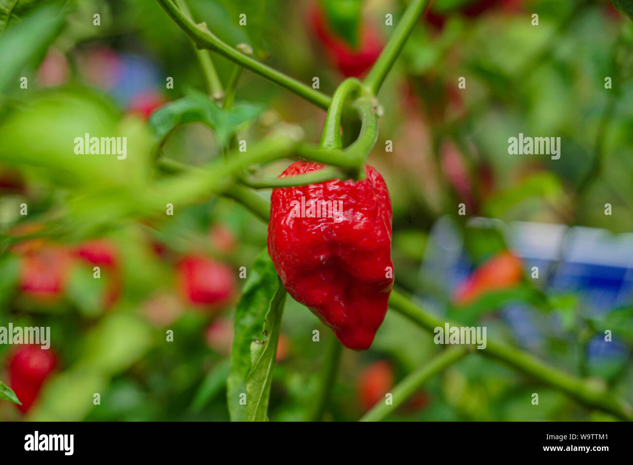 Natural Red chili Pepper with green background. Chilli is a fruit which ...