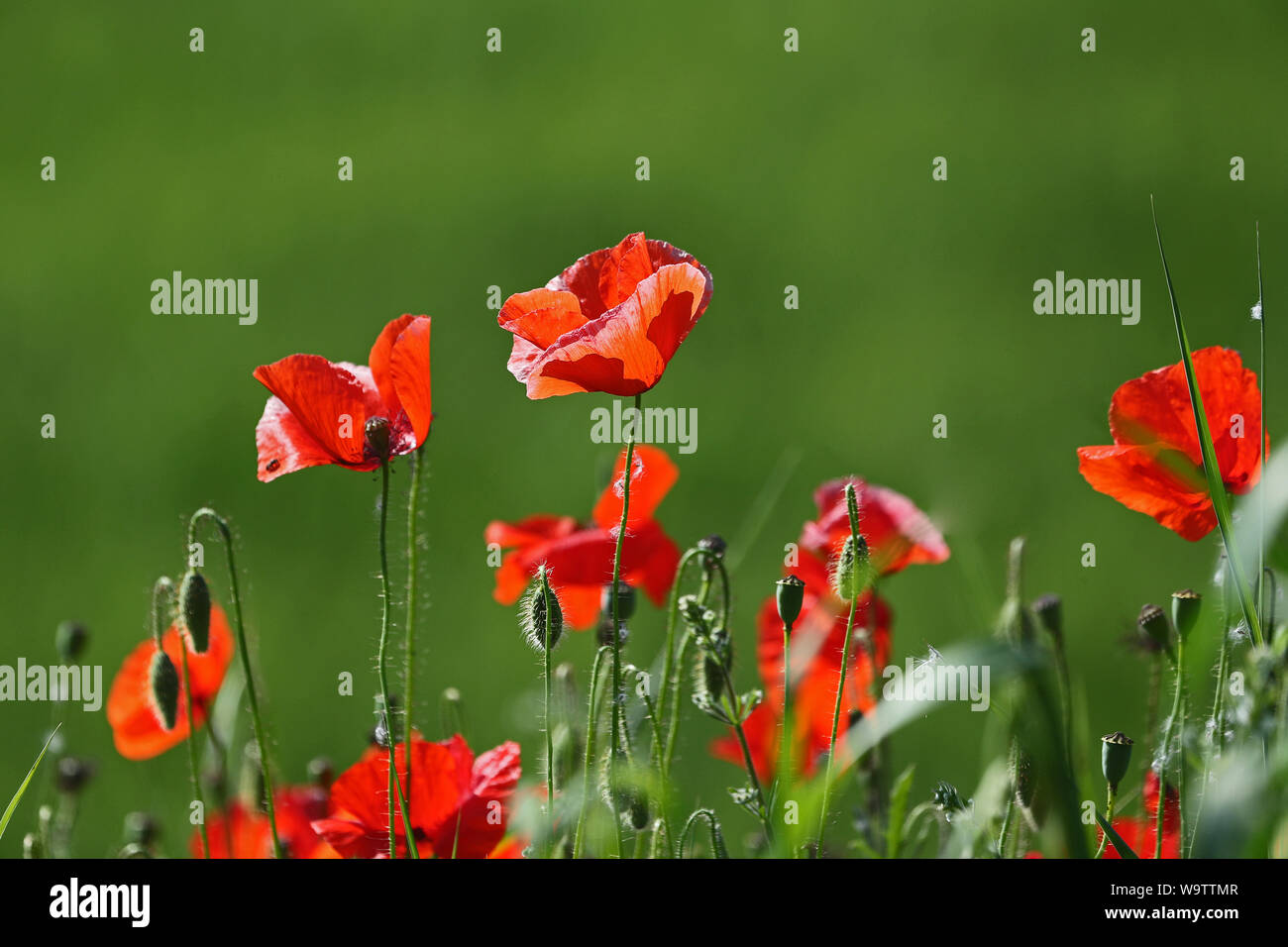November 1918 armistice italy hi-res stock photography and images - Alamy