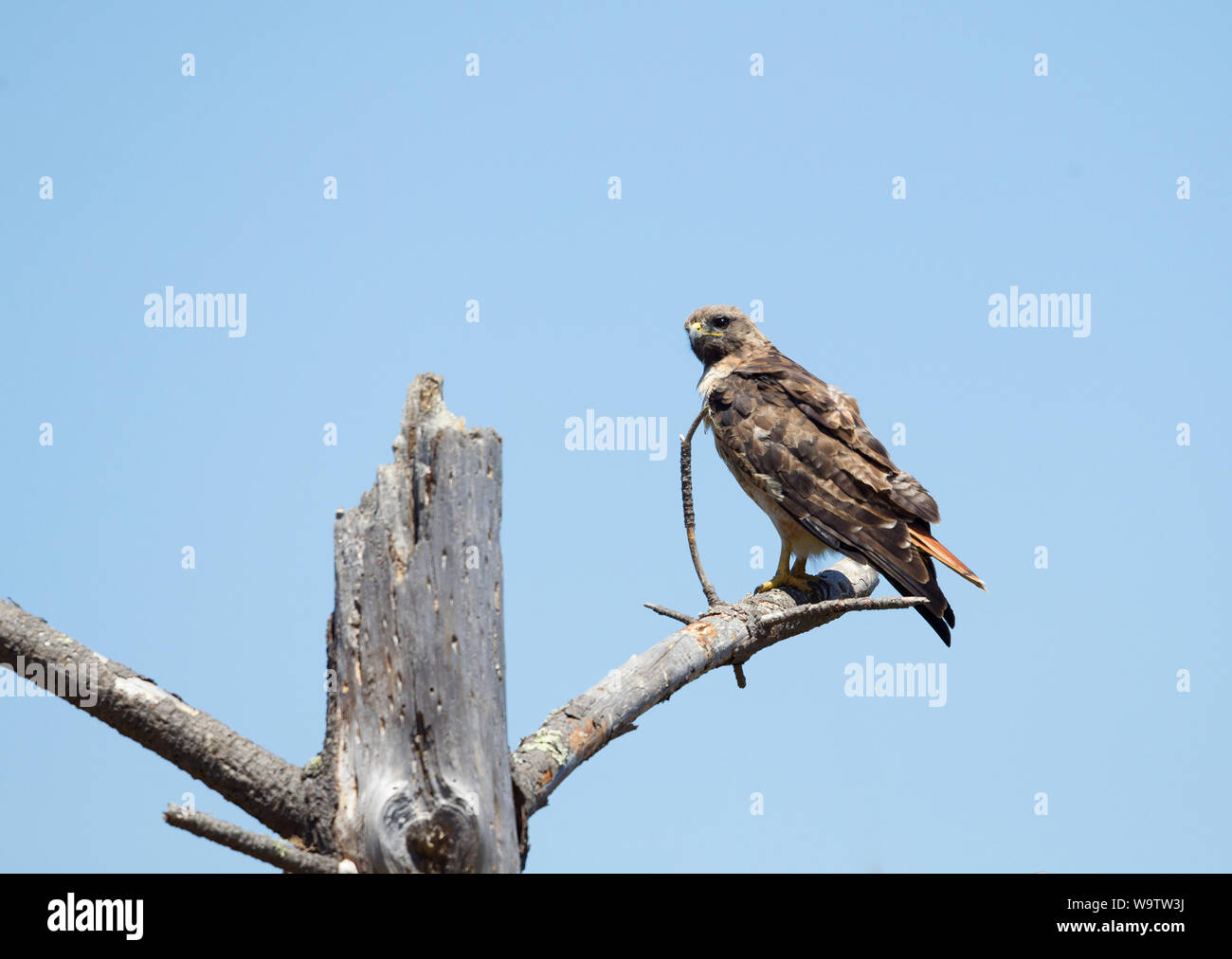 Red tailed hawk perched on dead tree hi-res stock photography and ...