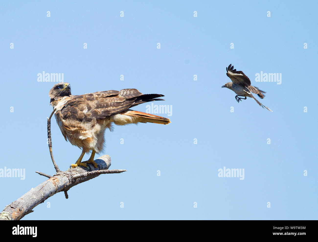 Red tailed Hawk Being Harassed by Northern Mockingbird Stock Photo - Alamy