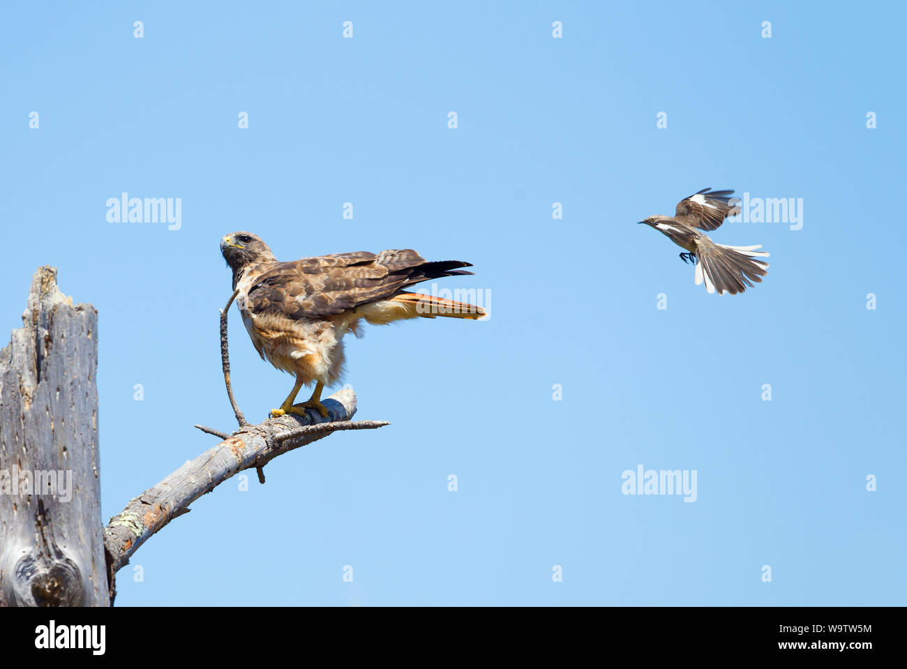 Red tailed Hawk Being Harassed by Northern Mockingbird Stock Photo - Alamy