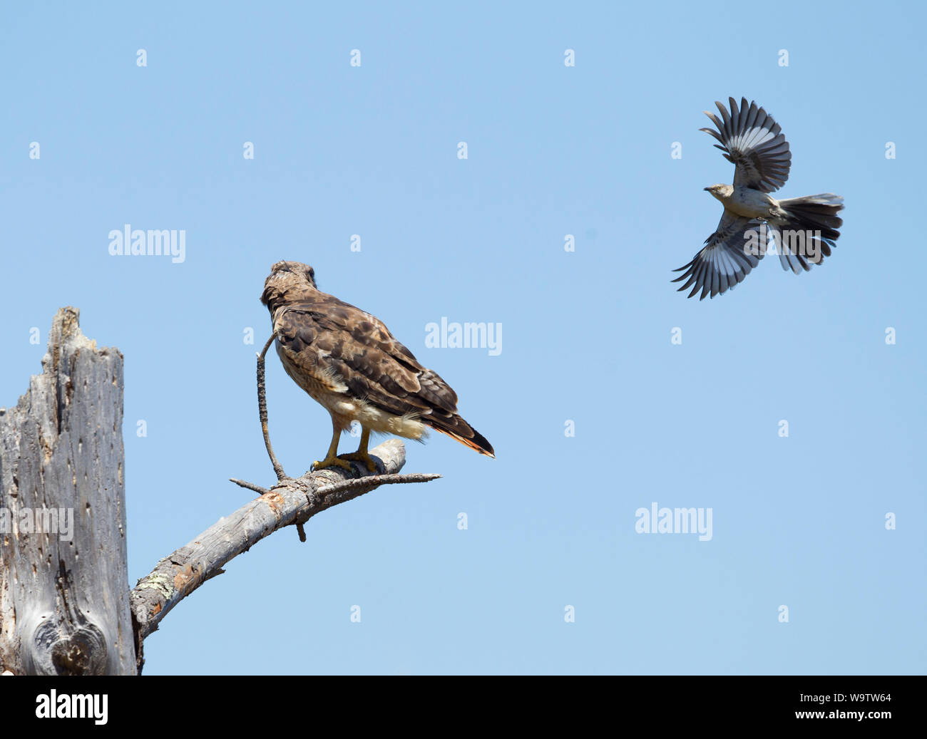 Red tailed Hawk Being Harassed by Northern Mockingbird Stock Photo - Alamy