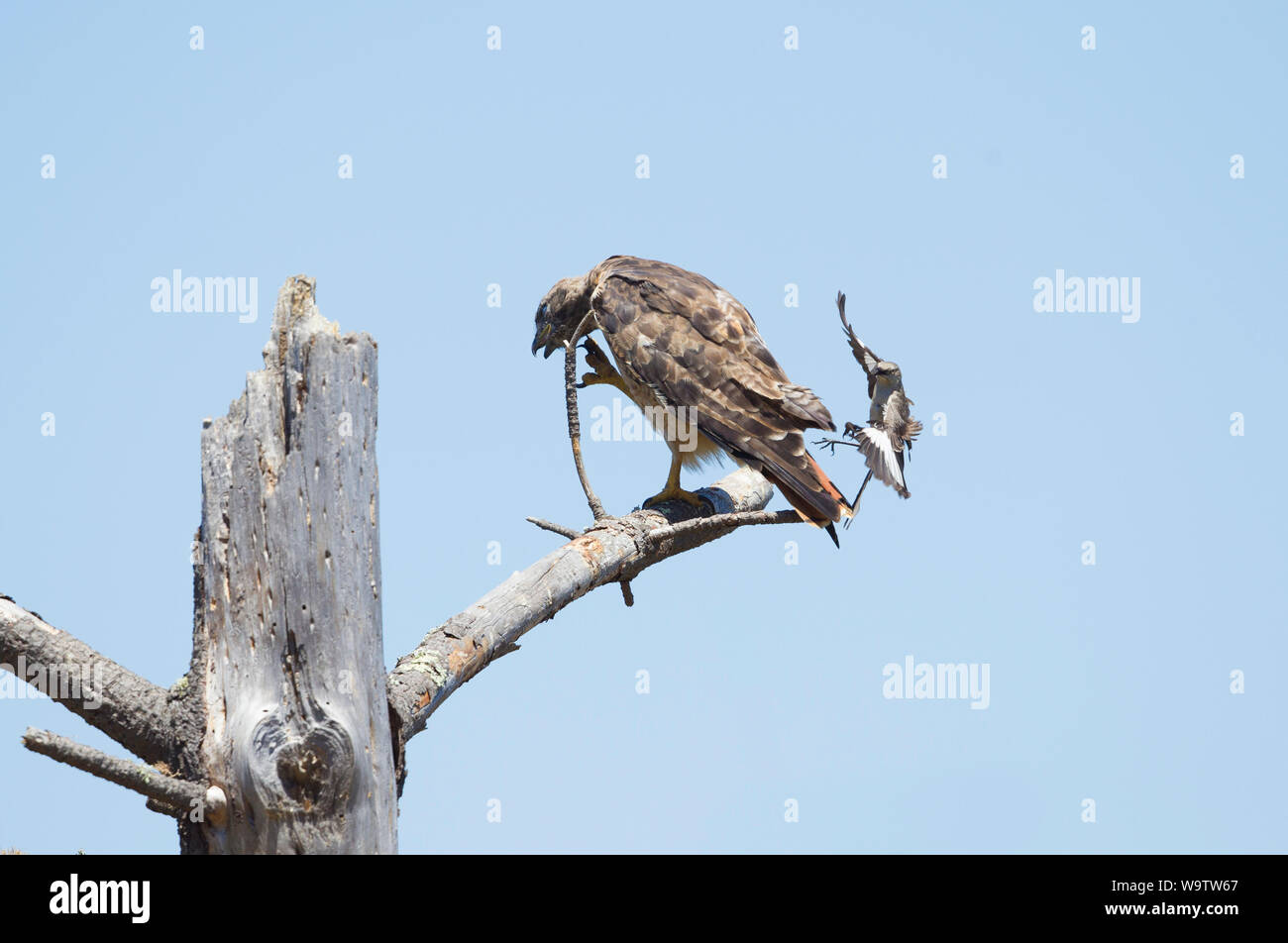 Red tailed Hawk Being Harassed by Northern Mockingbird Stock Photo - Alamy