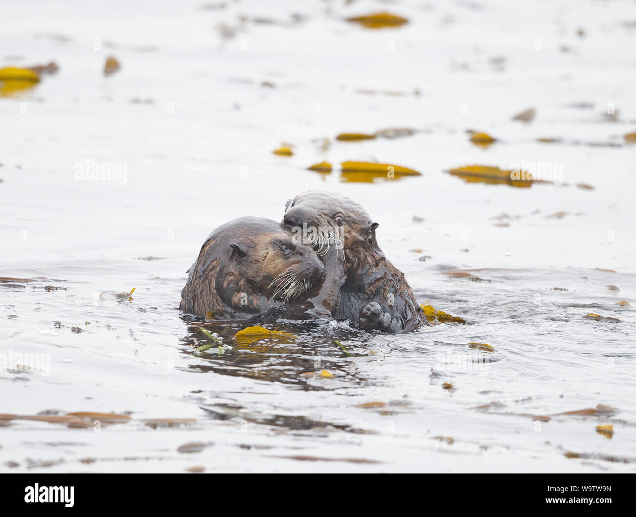 Two sea otters hi-res stock photography and images - Alamy