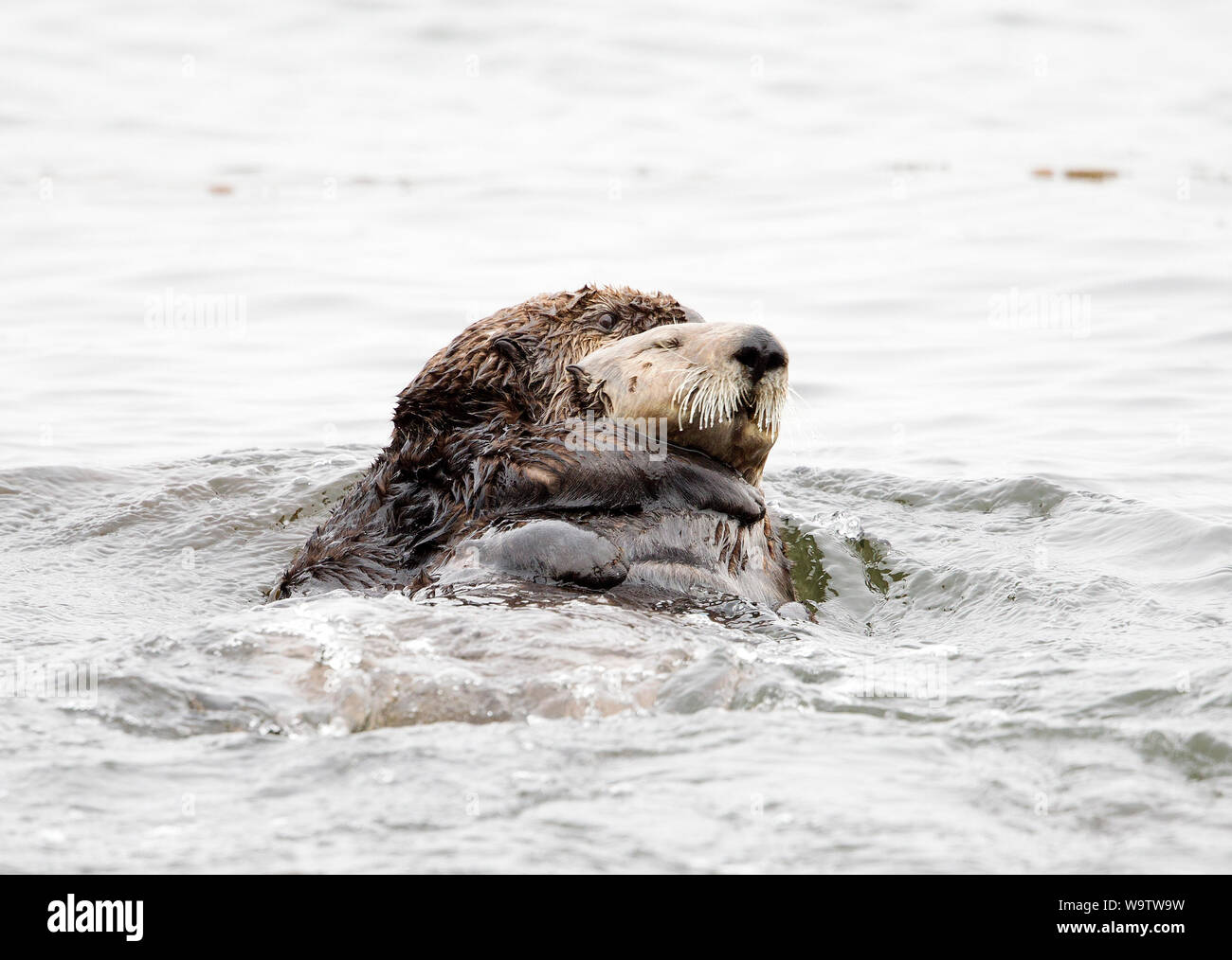Tussling hi-res stock photography and images - Alamy