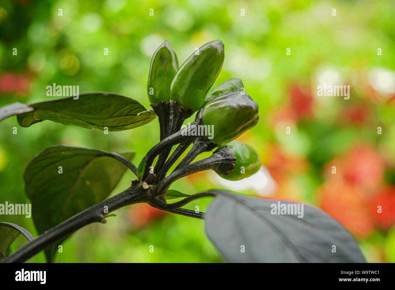The green chili pepper is one of the best types of Chillis to grow in ...