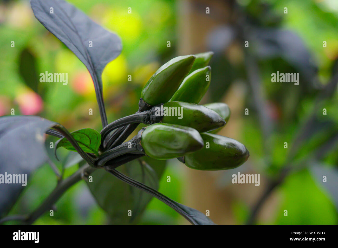 The green chili pepper is one of the best types of Chillis to grow in ...