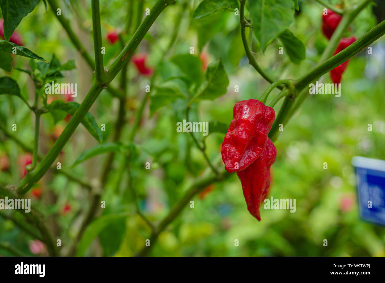 The Red chili pepper is one of the best types of Chillis to grow in ...