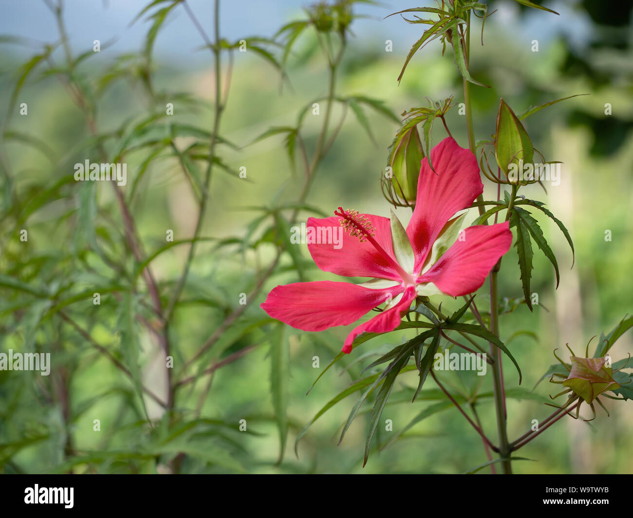 Hibiscus Coccineus High Resolution Stock Photography and Images - Alamy