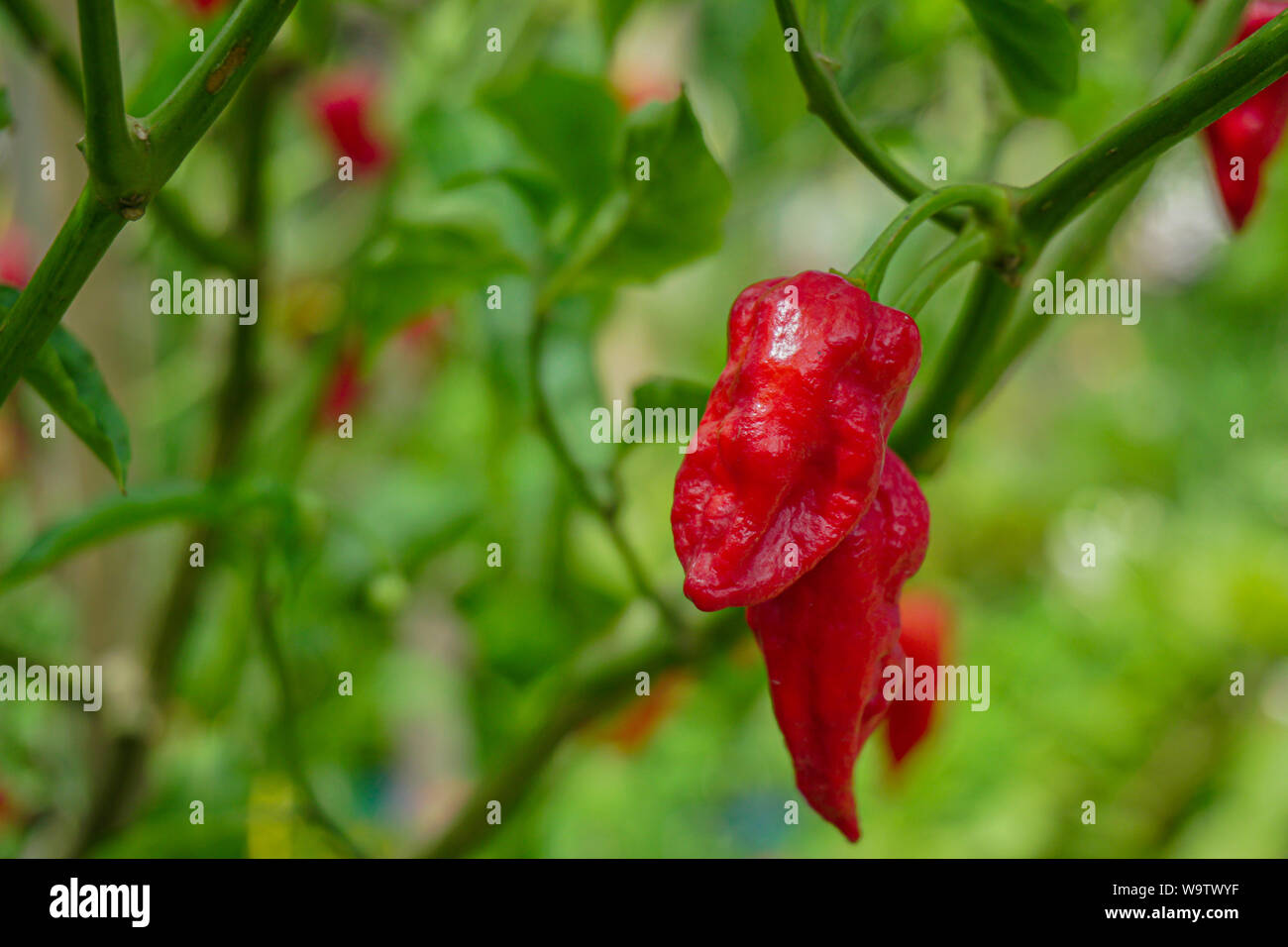 The Red chili pepper is one of the best types of Chillis to grow in ...