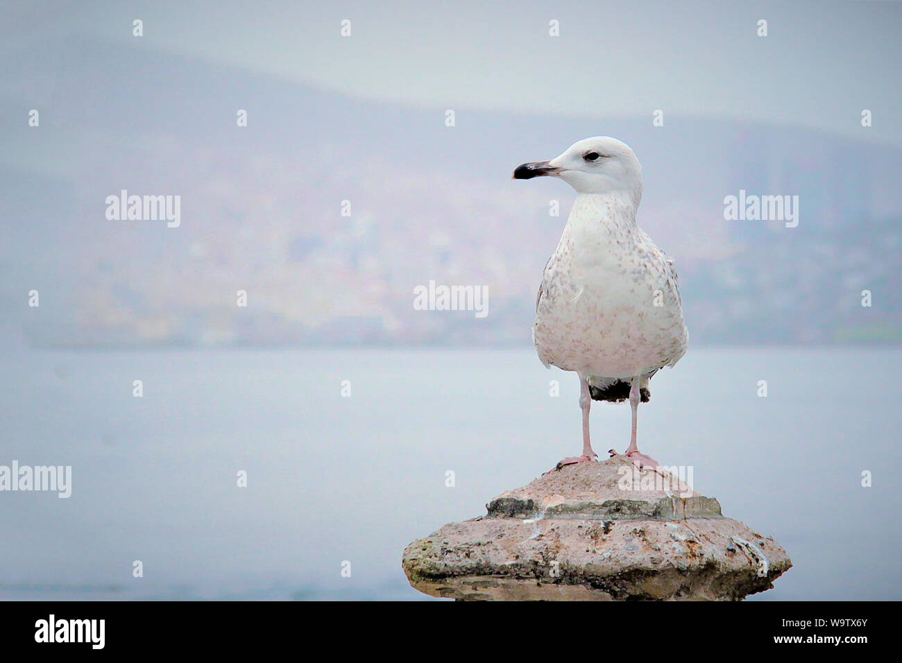 seagull when poses Stock Photo - Alamy